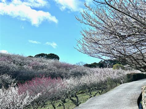 開花状況のお知らせ満開 綾部山綾部山梅林