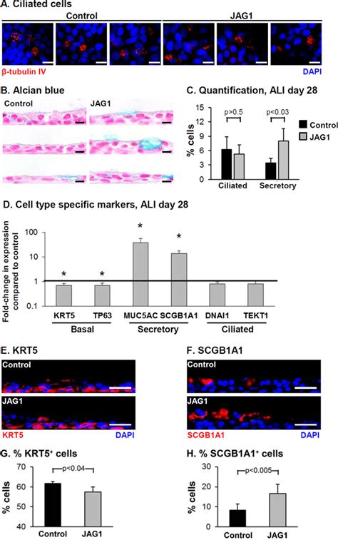 Jag1 Mediated Notch Signaling Regulates Secretory Cell Differentiation
