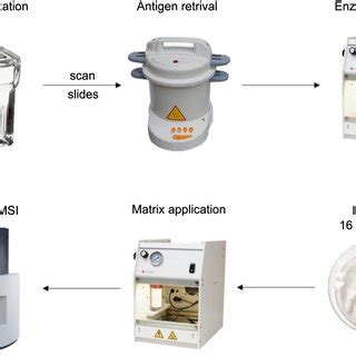 Experimental Overview Of N Glycan Imaging Protocol From Sample Download Scientific Diagram