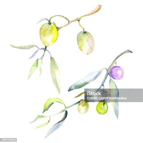 올리브 수채화 배경 그림을 설정합니다 녹색 잎입니다 잎 식물 식물 꽃 단풍입니다 격리 된 올리브 요소입니다 그리기에 대한 스톡 벡터 아트 및 기타 이미지 Istock