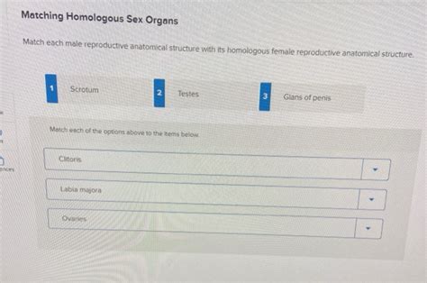 Solved Matching Homologous Sex Organs Match Each Male Chegg Com