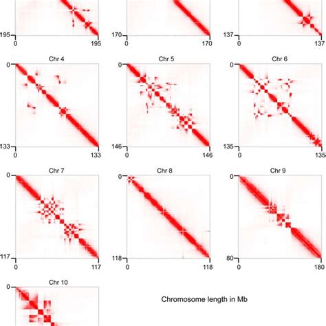 heatmap of contact frequency for each chromosome assembly errors are