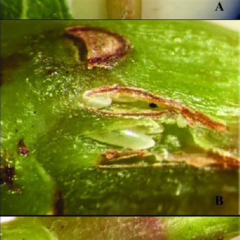 Main Modes Of Branching In Plants A Monopodial Branching In Which