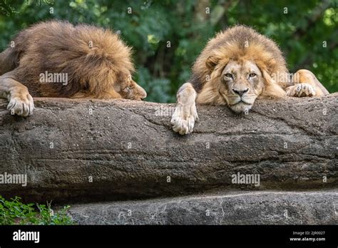Two Sleepy Brother Lions Panthera Leo At Zoo Atlanta Near Downtown
