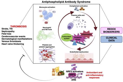 Biomolecules Special Issue Novel Insights Into The Role Of
