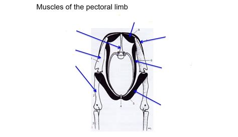 Bioap 1100 Myology Thoracic Cavity Diagram Quizlet