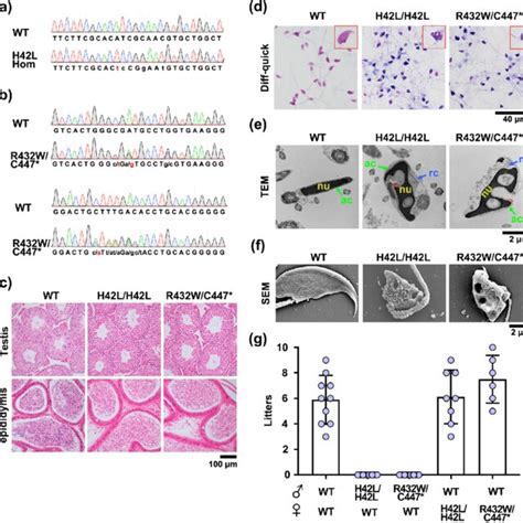 Main Components Of The Diff Quik Staining Method Fixative Solution I Download Scientific