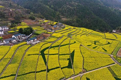 昭君故里兴山龙池村：油菜花海惹人醉 湖北日报新闻客户端