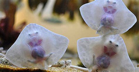 ¡cuánta Razón Mantarrayas BebÉ