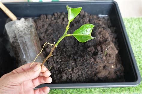 Premium Photo Rooted Lemon Tree Branch Held By Man Concept Of Propagating Lemon Tree By