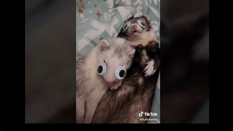 Try Not To Laugh Ferrets Become Their Moms Prank Victims Video Healthy Happy News