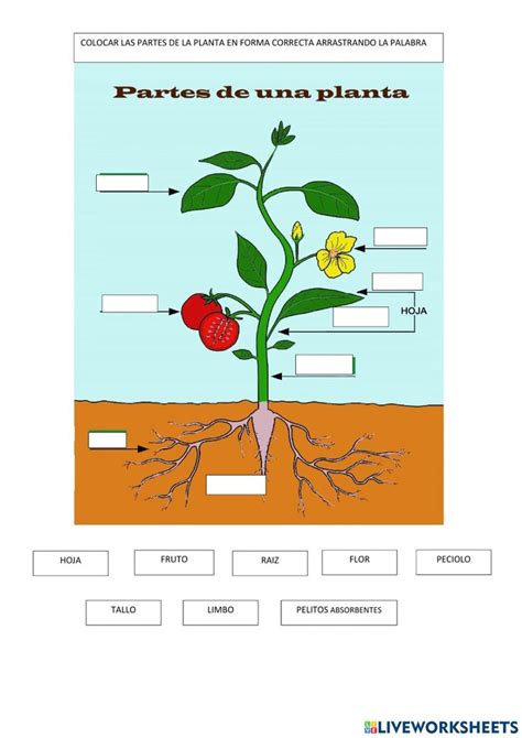 Ficha De Partes De La Planta Para Segundo De Primaria Lee Lo Que Dice