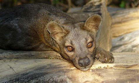 Guide To Wildlife Watching And Photography In Madagascar Reef And Rainforest Tours