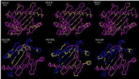 Why Hla Dq Anat Tambur Lab
