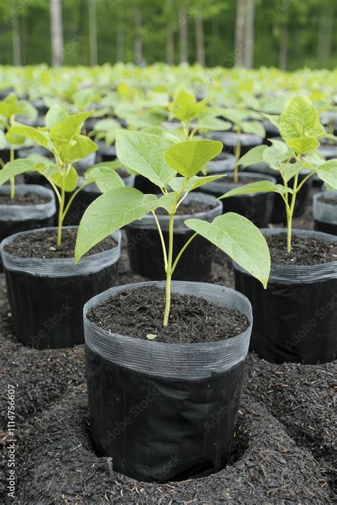 Community Involvement In Reforestation Initiatives That Foster Eco