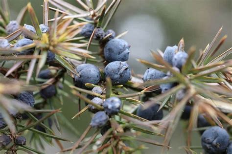How To Grow Juniper