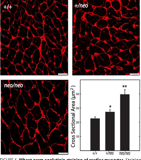 Figure 1 From Cardiac Myosin Light Chain Kinase Is Necessary For Myosin Regulatory Light Chain