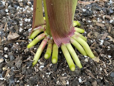 Prop Roots On Nitrogen Fixing Corn Sustainable Bioresources Llc