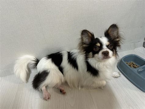 장모치와와 애기 입양 ㅎ 입양사진과 실제후기 강아지고양이 무료입양 실제후기 아이조아보호소