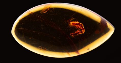 “frozen Behaviors” In Amber Fossils How To Reconstruct Mating Behavior Of Long Extinct