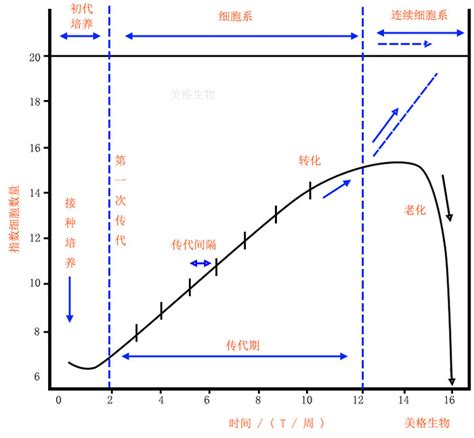 细胞与组织培养技术大全二培养细胞的生长特点与增殖过程 美格生物，领先的ivd分子检测技术提供商！