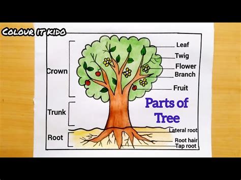 Label Tree Anatomy