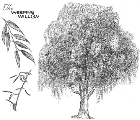 How To Draw Trees Bark Twigs Leaves And Foliage Drawing Tutorial Page 2 How To Draw Step