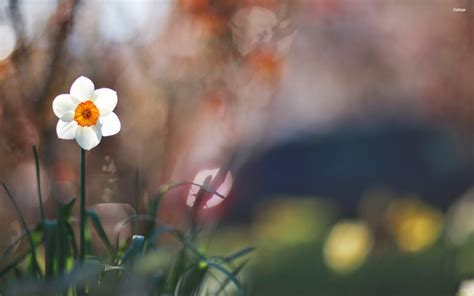 Wallpapers тапети за декстоп снимки с красиви цветя Цветна градина