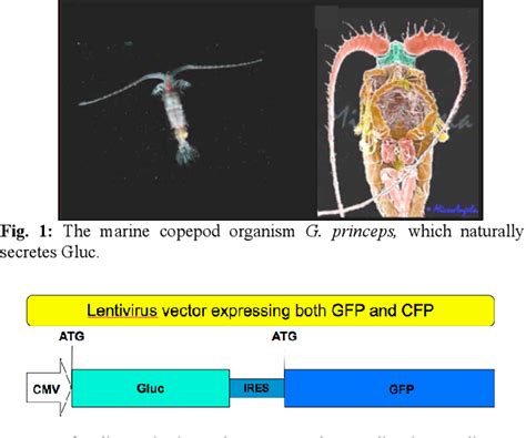 Figure 1 From Gaussia Luciferase Gluc Urine Assay For Monitoring