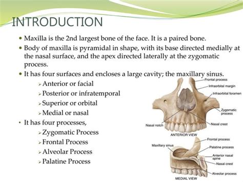 Development Of Maxilla Pptx Pregnancy Reproductive Health