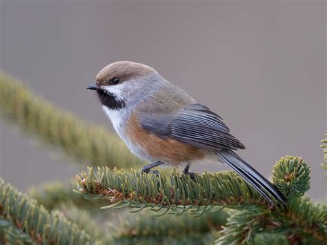 Boreal Chickadee Naturerules1 Wiki Fandom
