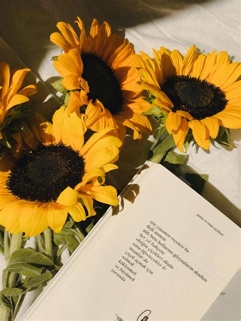 4k 바탕화면 계절 고요한 권위 꽃꽂이 꽃잎 나뭇잎 낭만적인 노란 꽃 노란색 도서 페이지 독서하는 독창성 따뜻한 루피 카우르 맑은 날 문학