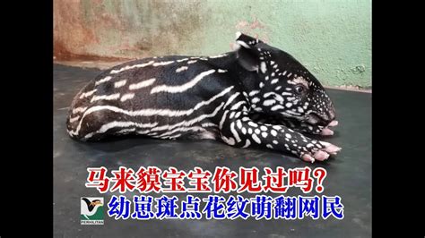 马来貘宝宝你见过吗？ 幼崽斑点花纹萌翻网民 Youtube
