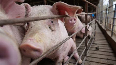 Qué Es La Peste Porcina Africana Y Por Qué Es Tan Contagiosa Infobae