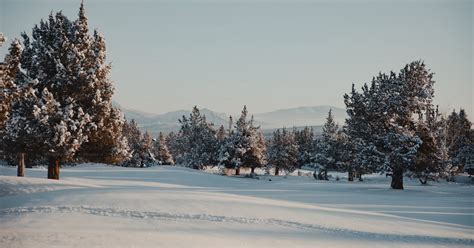 나무와 산을 배경으로 눈 덮인 들판 사진 Unsplash의 눈 이미지