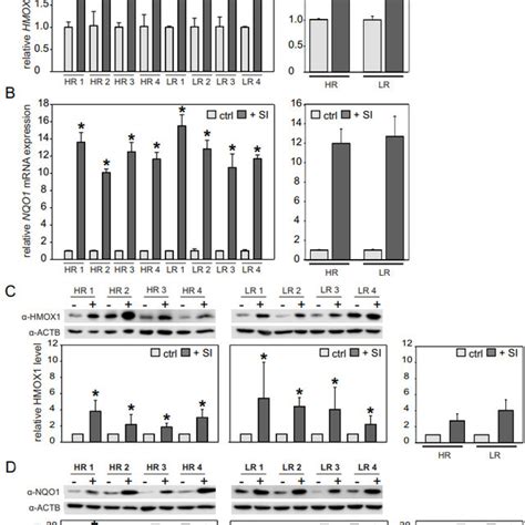Si Mediated Oxidative Stress In Ipsc Rpe Cells After 24 H Treatment Download Scientific