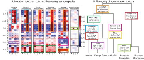 rapid evolution of the human mutation spectrum elife