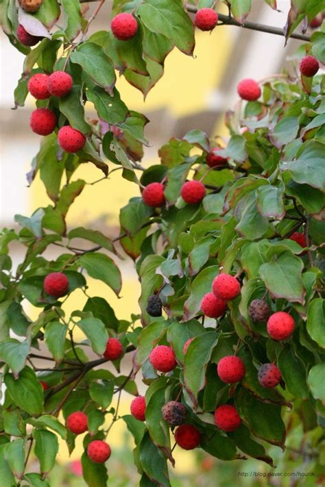 산딸나무열매와 단풍환공포증군집공포증 클릭주의 네이버 블로그 산딸나무열매와 단풍환공포증군집공포증 클릭주의 네이버 블로그