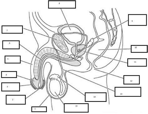 Sex Ed Test Diagram Quizlet
