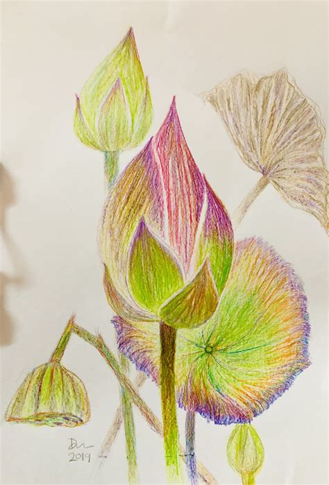Lotus Flower Colored Pencil Drawing