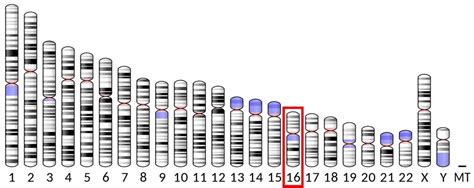 Til There Is A Gene Abcc11 Possessed By A Large Portion Of East