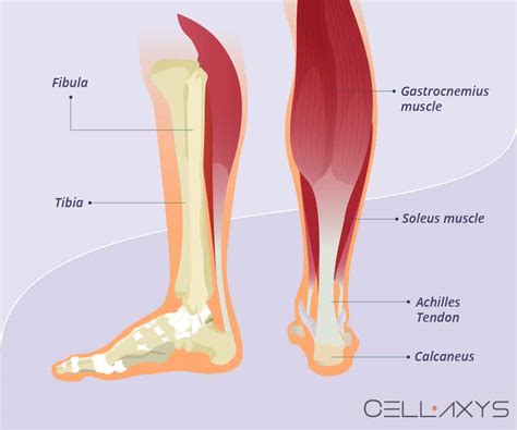 Parts Of A Leg Muscle At Mary Bevis Blog