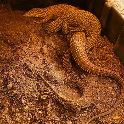 Origins Reptile Heres A Reproductive Timeline Id Like