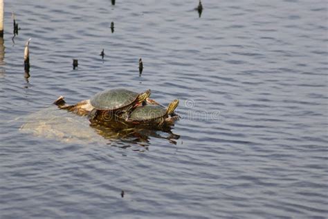 Pair Of Turtles Sitting Out Of The Water Together On A Small Patch Of