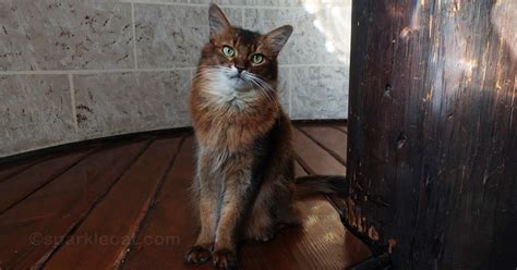 Cat Health Risk Plug In Diffusers Summers Fabulous Cat Life