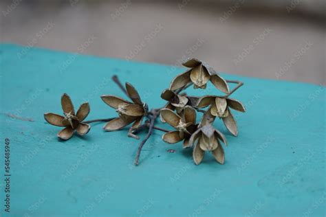 Seeds Of Cedrela Odorata Is A Commercially Important Species Of Tree In