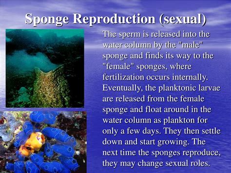 PPT Sponge PowerPoint Presentation Free Download ID 1888638