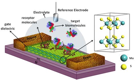 Ultrasensitive Biosensor Using Molybdenite Semiconductor Outshines