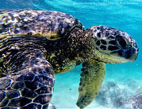 7 Types Of Sea Turtles In The World
