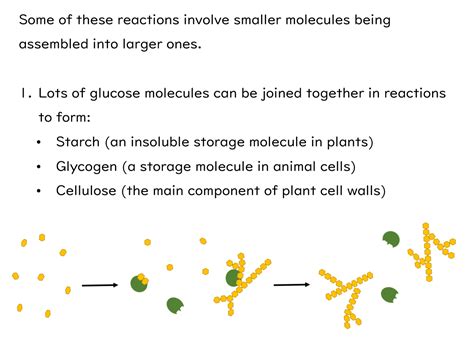 Metabolism And Homeostasis Supplementary Slides And Worksheet Gcse